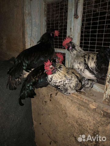 Петухи