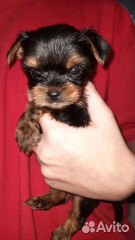 Йоркширский терьер щенки