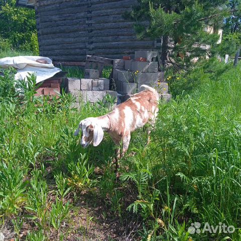 Англо нубийские козы