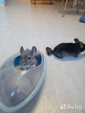 Шиншилла девочка