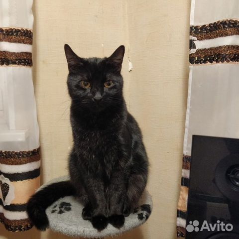Кота бросили, хозяева уехали из России