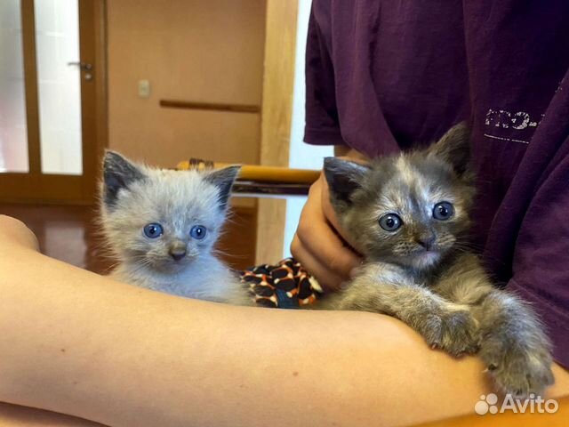 Британские котята