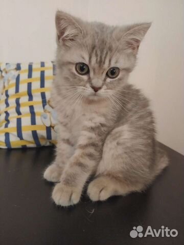 Шотландский котик