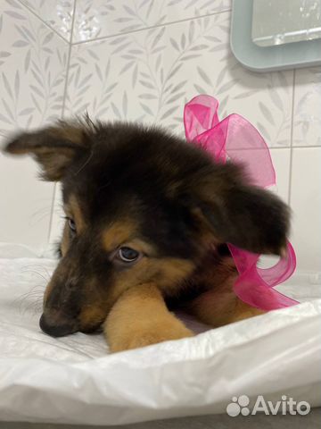 Щенок девочка в добрые руки