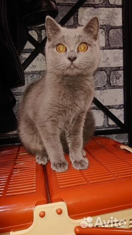 Продам британскую кошечку