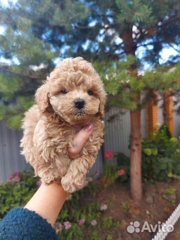 Мальтипу мини жемчужинки мальчик и девочка