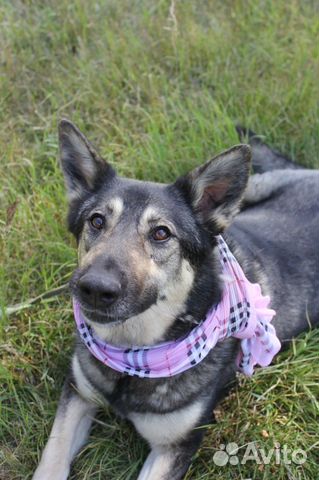 Спасите молодую собаку из приюта