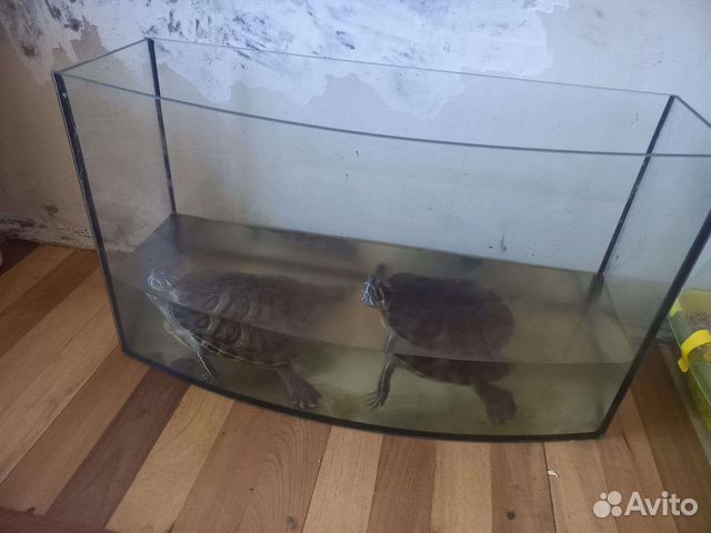 Красноухая черепаха бесплатно