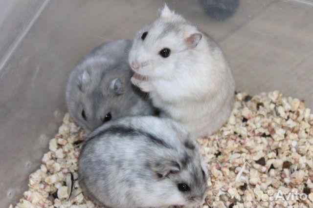 Джунгарские хомячки безумно красивые