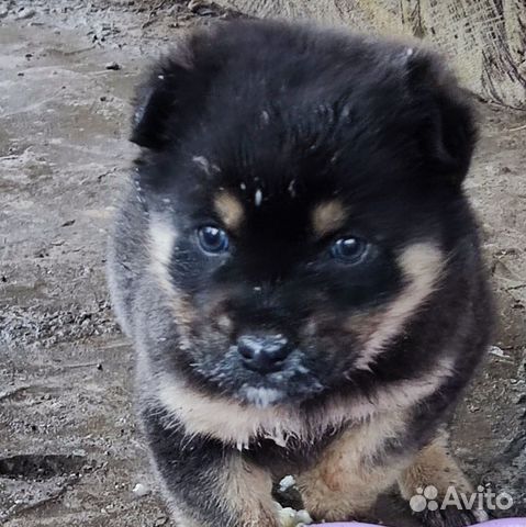 Щенки метисы овчарки