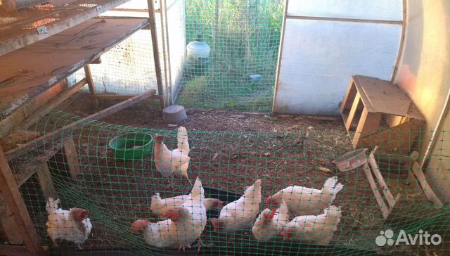 Куры несушки 1,5 года 9 шт