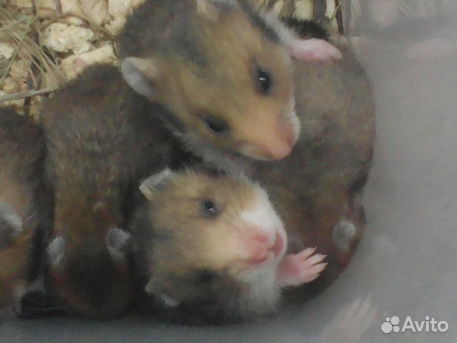 Сатиновые хомячки