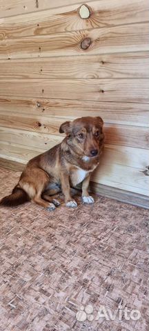 Маленькая собака в добрые руки