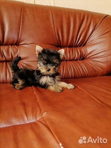 Йоркширский терьер