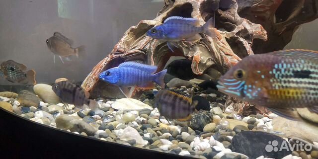 Васильковый Джексон