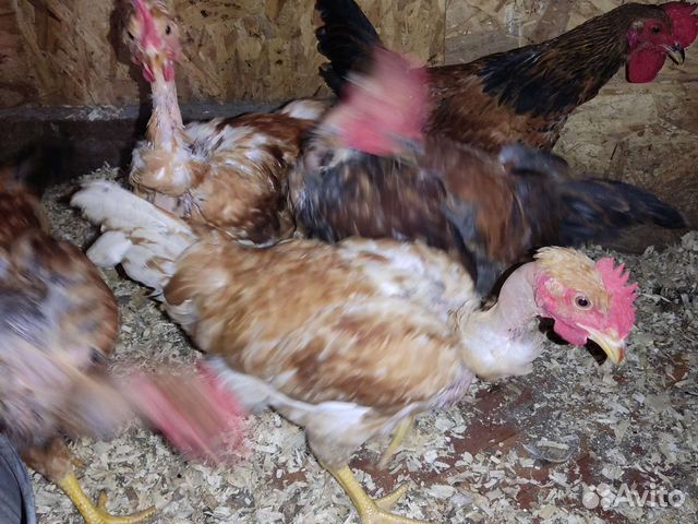 Петухи голошейка
