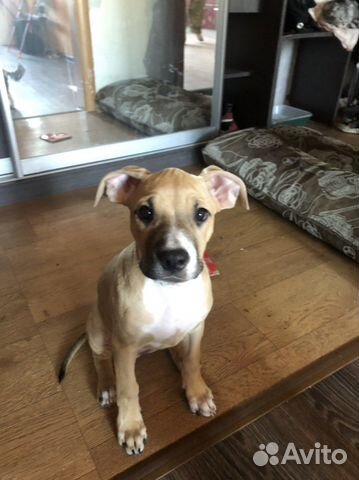 Стаффордширский терьер