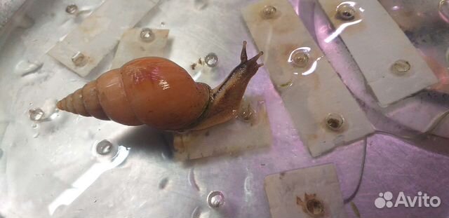 Улитка древесная с домом