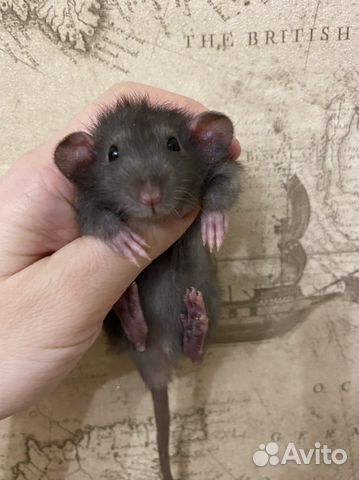 Крысята лонг.Домашний питомник