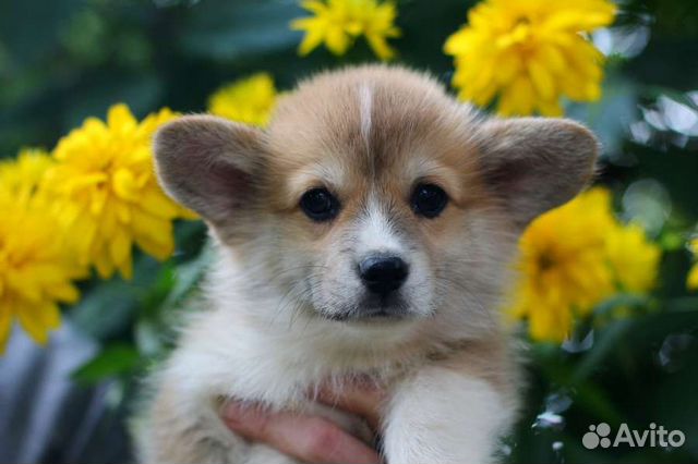 Красавица вельш корги пемброк