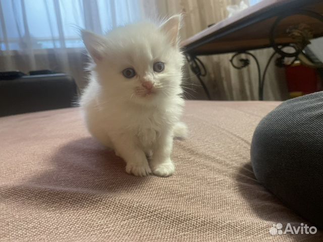 Белоснежные Голубоглазые Котятки