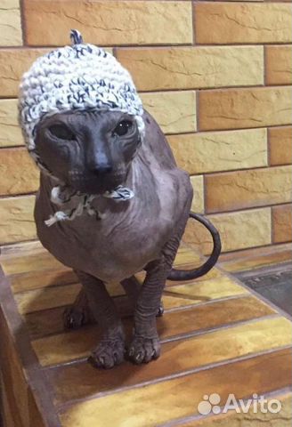 Отдам бесплатно