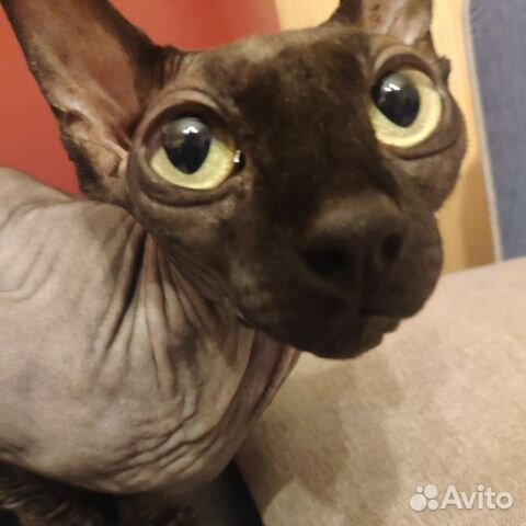 Нужен кот для вязки