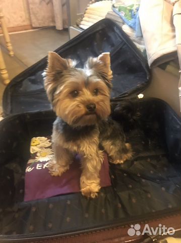 Йоркширский терьер