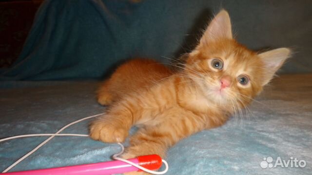Рыжий пушистый котенок