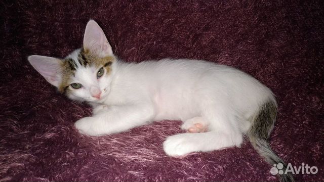 Отдам котят (мальчики 2 месяца) в добрые руки