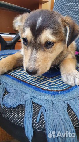 Невероятно красивый малыш в добрые руки