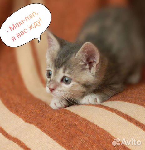 Котёнок, 1,5 мес.,в дар