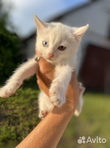 Кошечка