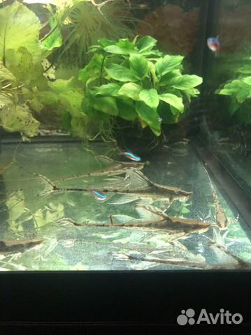 Стурисома панамская