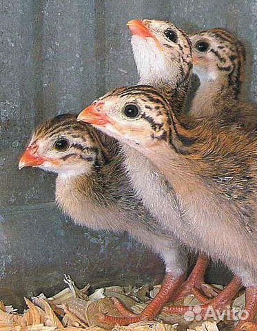 Цесарки