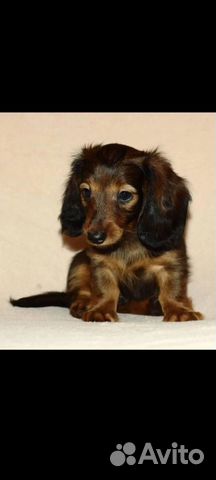 Кроличьи таксята