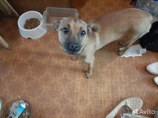 Метис левретки Жужа в добрые руки