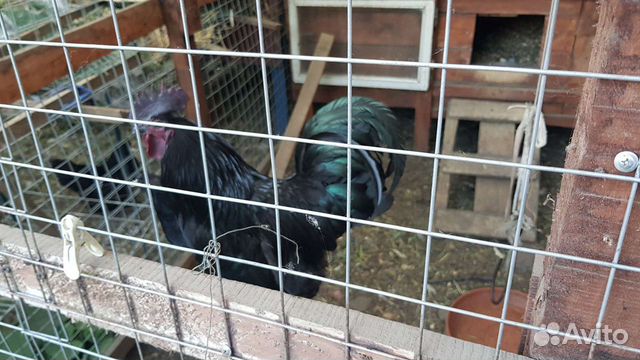 Петух ухейилюй и 3 курицы