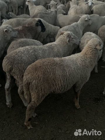 Баранчики на мясо