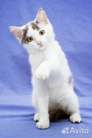 Ласковые котята 2,5 месяца ищут добрых хозяев