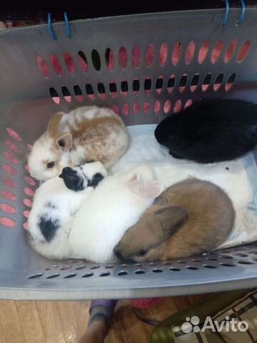 Карликовый кролик