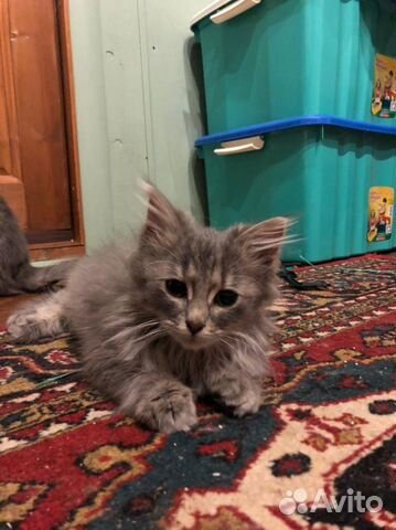 Пушистики голубого окраса ответственным людям