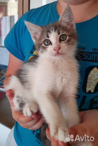 Умный и ласковый молодой котик