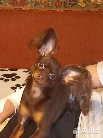 Русский той-терьер вязка