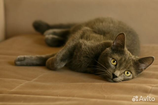 Русская голубая