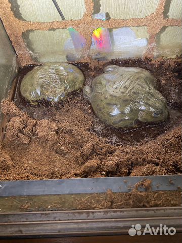 Лягушка водонос бесплатно в хоршшие руки