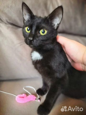 Котенок в добрые руки