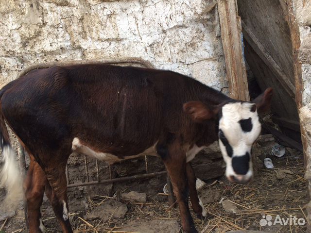Телка 4 месяца