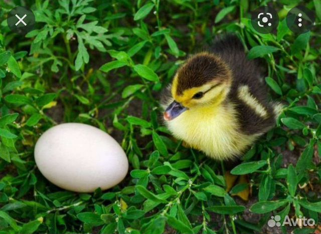 Мускусные утята индоутки