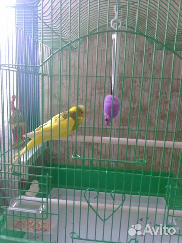 Волнистый попугай мальчик с клеткой
